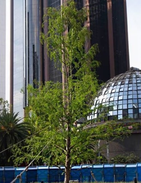 Vibrante renacimiento invernal del ahuehuete en Reforma: Batres ...