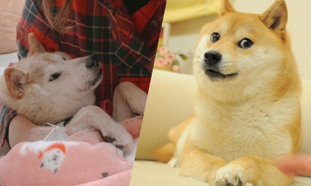 Fallece Kabosu, la famosa perrita japonesa de los memes, a los 19 años ...