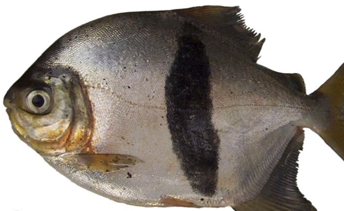 Descubren una nueva especie de pez vegetariano en Brasil y la llaman ...