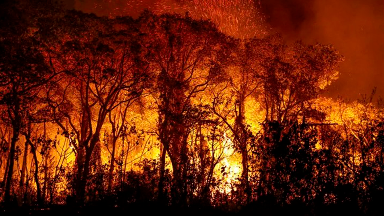 Incendios en el Pantanal: miles de animales mueren calcinados por las ...