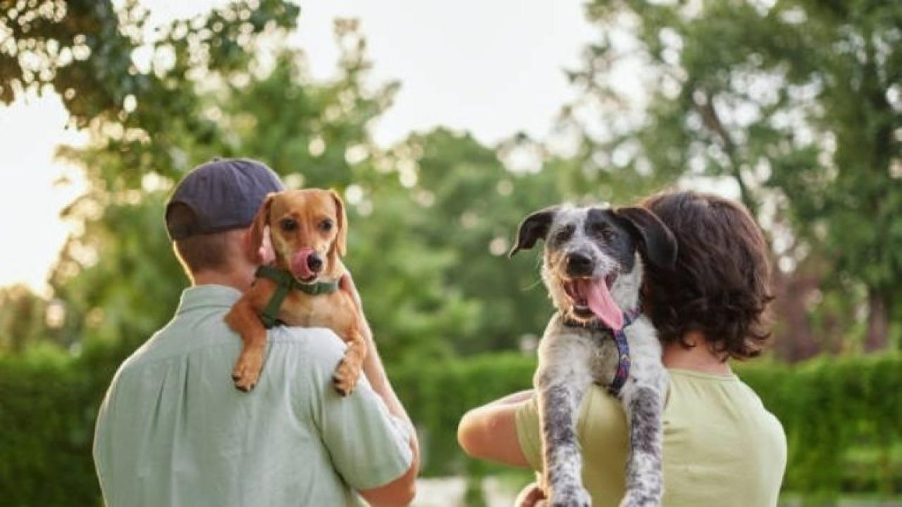 Lo que tu amor por los perros dice de ti según la psicología ...